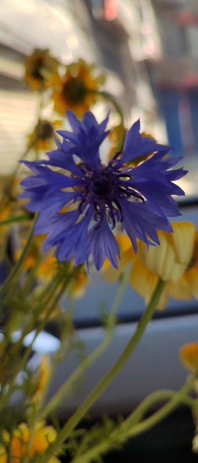 保妇康栓(碧凯)(保妇康栓)_说明书_作用_效果_价格_百度健康商城